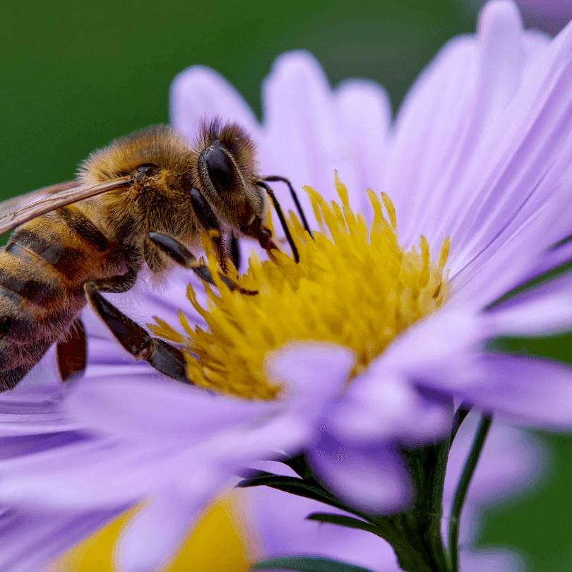 it’s all about the bees, honey – Sweet Freedom